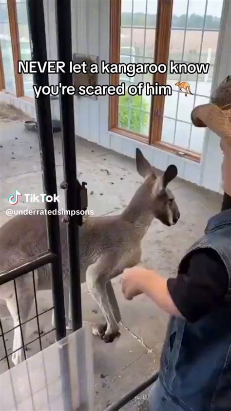 Kangaroo Funny Meme