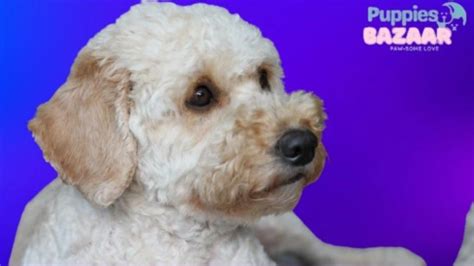 Playful And Dashing Furry Friend Cockapoo Puppies For Sale