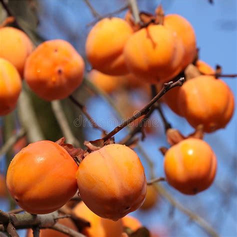 Persimmons In The Tree Stock Image Image Of Vegetable 255935953