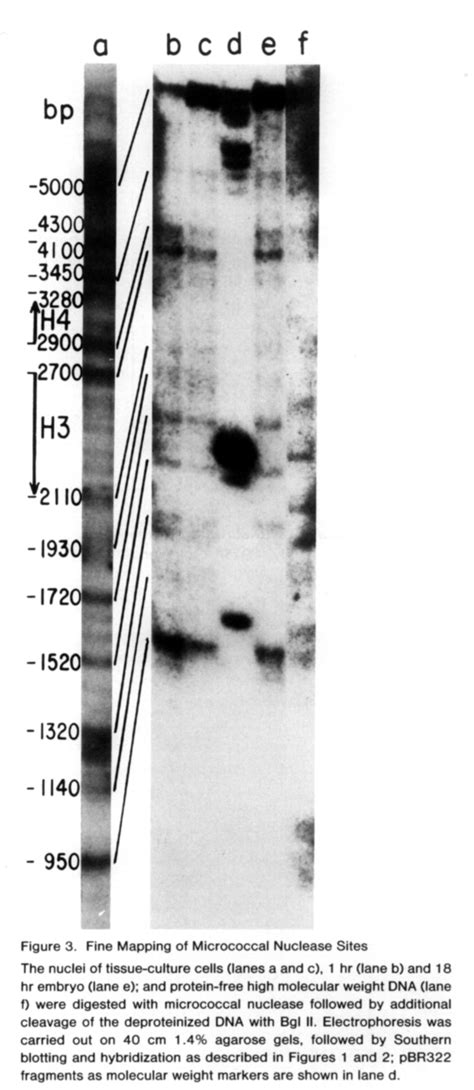 Lane A Displays The Pattern Of Hybridization Observed When Dna