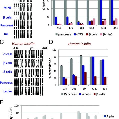 Dna Methylation At The Insulin Gene Promoter A Bisulfite Sequencing