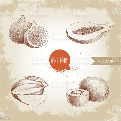 손으로 그린 이국적인 과일 세트입니다 무화과 열매 파파야 잘라 씨와 망고 키 위 과일 오래 된 배경에 에코 음식 스케치 벡터 일러스트 파파야에 대한 스톡 벡터 아트 및 기타