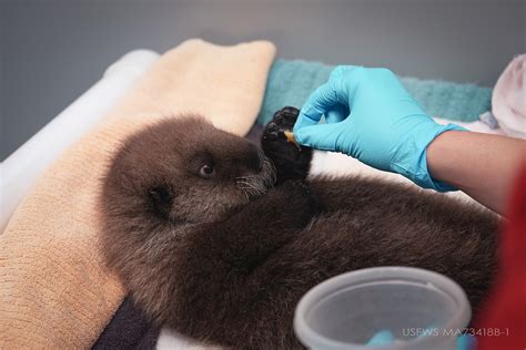 Minnesota Zoo Cares For Two Orphaned Sea Otter Pups Cities South Magazine