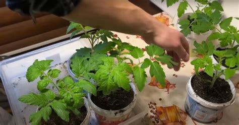 Як і коли сіяти розсаду помідорів Читайте на Ukr Net