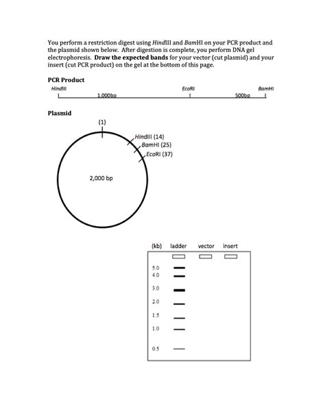 Solved You Perform A Restriction Digest Using Hindiii And