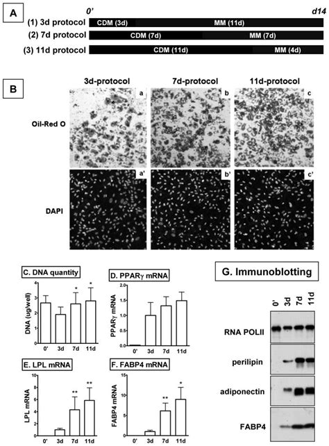 A Modified Protocol To Maximize Differentiation Of Human Preadipocytes