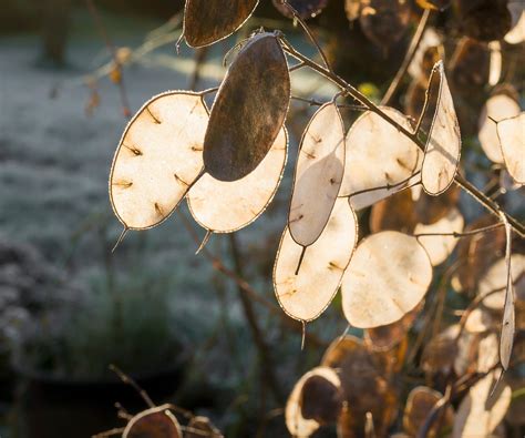 7 Best Plants For Seedheads Homes And Gardens