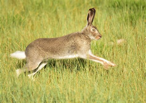 White Tailed Jackrabbit