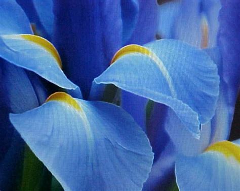 Blue Baron Tall Bearded Iris Ruffly Blue Freshly Dug Rhizome Ships Aug Sept Etsy