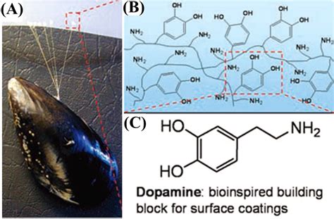 Recent Progress In Polydopamine Based Composites For The Adsorption And