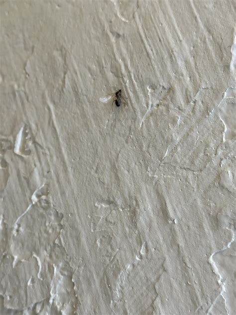 What Are These Bugs Even Annoying Gnats Or Whatever Rmildlyinfuriating