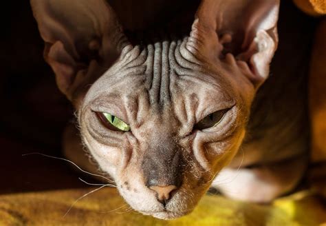 Donskoy Cat Don Sphynx Russian Hairless All The Same Howstuffworks