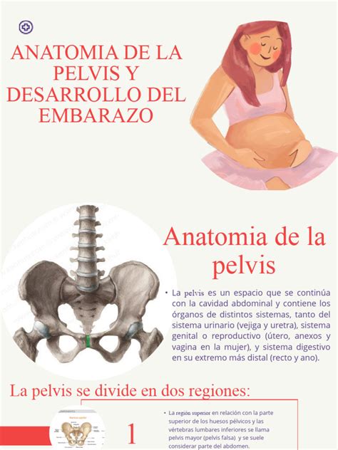 Anatomia De La Pelvis Pdf