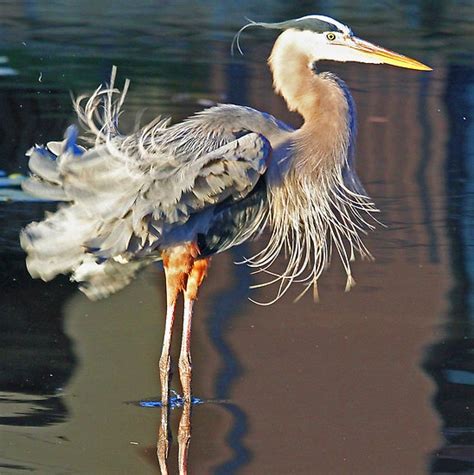 Great Blue Heron Fluffing Feathers Stunning Wildlife Photography