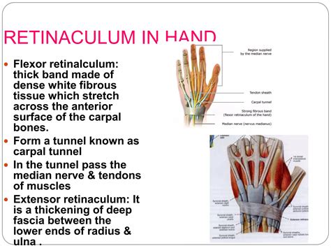 Anatomy Of Upper Limb Rehan Pptx