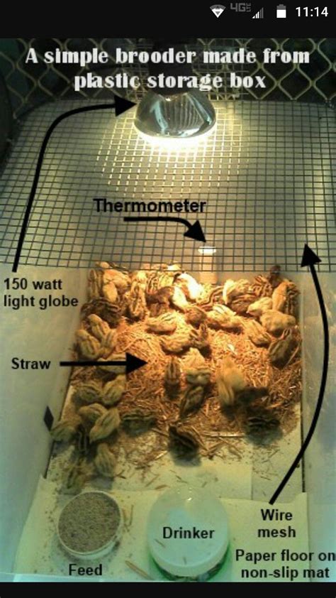 Ideas For Quail Brooders