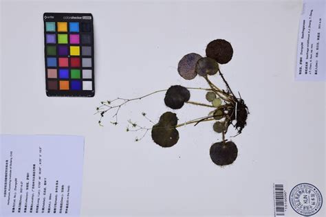 Photograph Of The Holotype Of Saxifraga Viridiflorum Xj Zhang T
