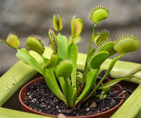 How To Propagate A Venus Flytrap Three Easy Methods Homes And Gardens