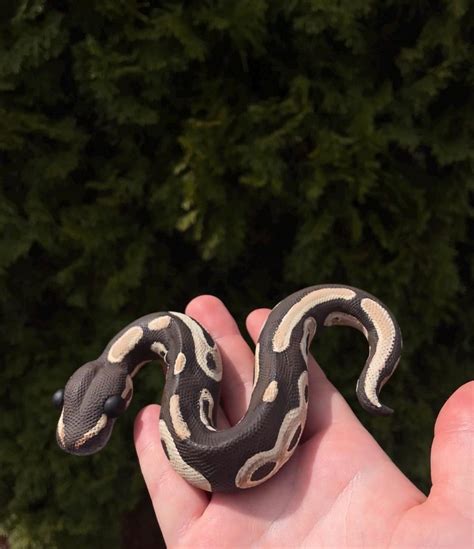 Ball Python Custom Figurine Snake Customclay Snakepet Memorial Art