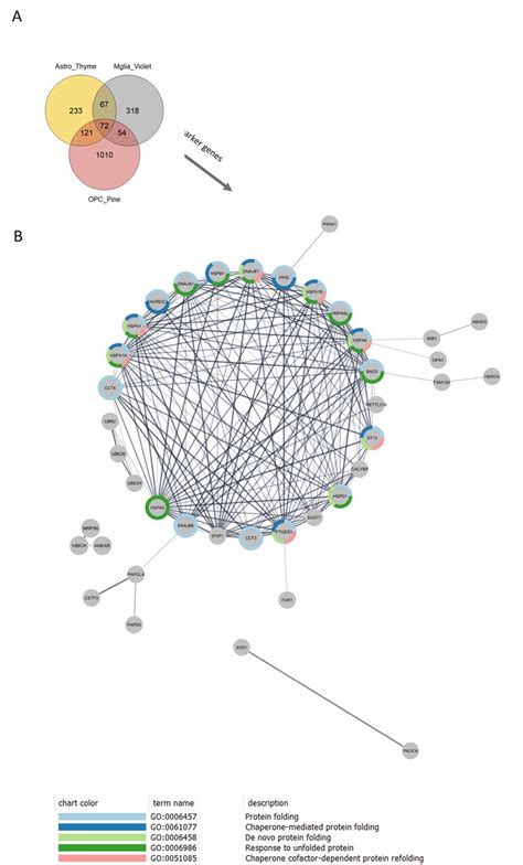 Shared Cluster Markers Of Populations Upregulated In Hd A Venn Download Scientific Diagram