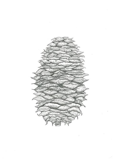 Bunya Nut By Coastdude On Deviantart