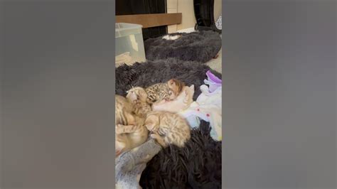 Just Started The Day Bangle Kittens Youtube