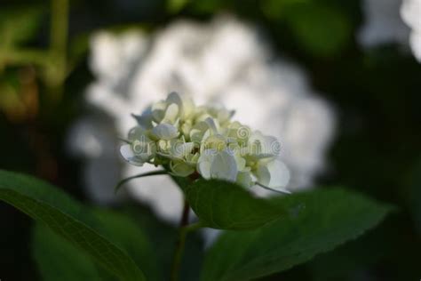 White Hydrangea In Summer Stock Image Image Of Summer 260640815