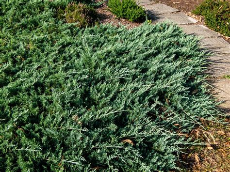 Explore Blue Pacific Juniper Shrub Eureka Farms