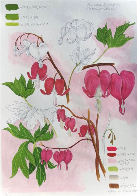 How To Draw A Bleeding Heart Flower Best Flower Site