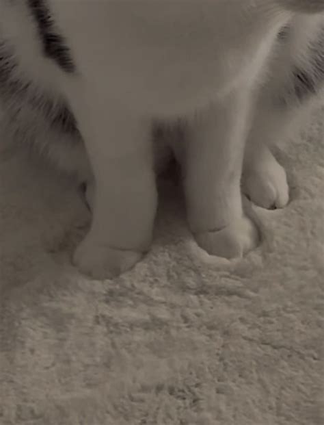 Cute Cat Toe Beans Paws In Fluffy Blanket Adorable Aesthetic Background