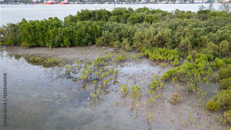 Newly Planted Mangrove Saplings In A Restoration Project To Revitalize