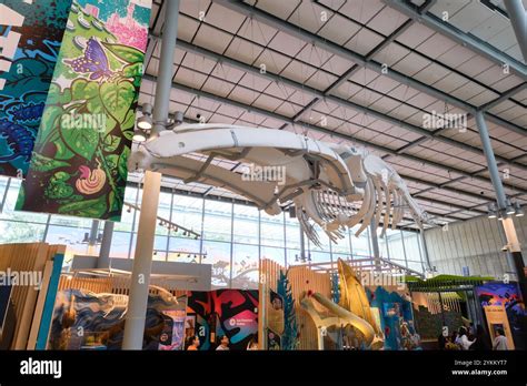 A Huge Large White Whale Skeleton Hanging From The Ceiling At The