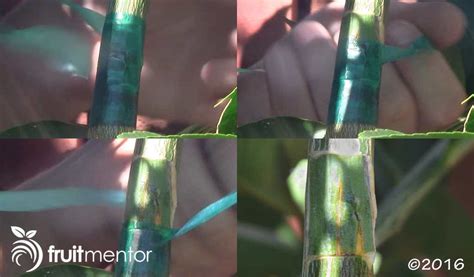 Patch Budding Citrus Trees Bud Grafting A Fruit Cocktail Tree