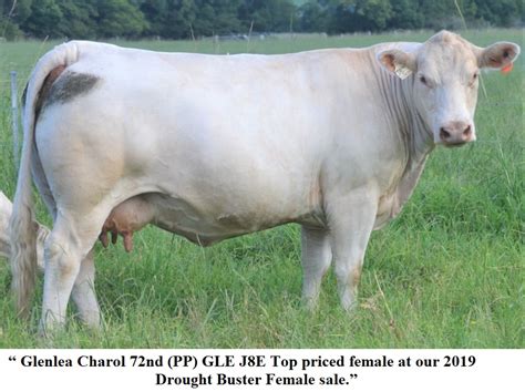 Glenlea Beef Leader In Charolais Seedstock Jim Pola Digital Marketing