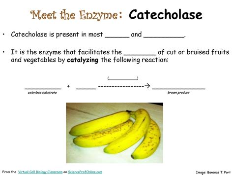 About Science Prof Online Ppt Download