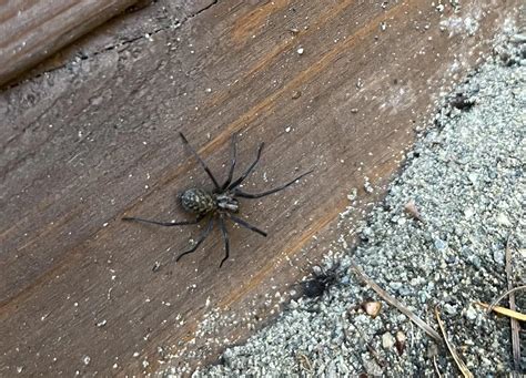 Help If Spider Scrolller