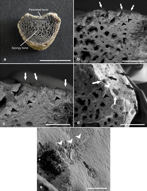 Fossil Specimen Mlp 08 Xi 30 3 12 B A Cross Section Showing The Download Scientific Diagram