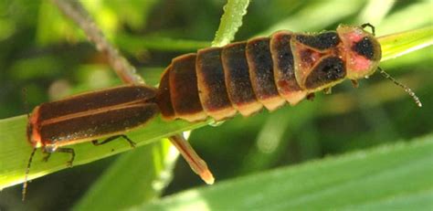 Firefly Pair Photinus Bugguidenet