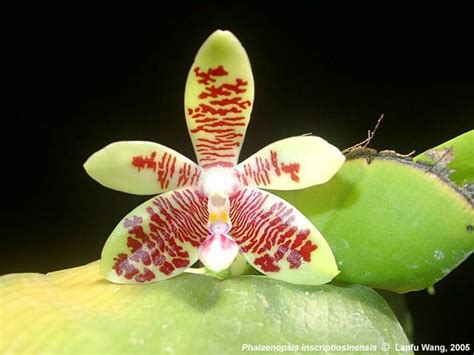 Phalaenopsis Inscriptiosinensis Phalaenopsis Orchids Paul Vincent