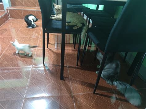 All Of Them Are Busy Chasing A Cockroach 🪳🤣 Rwhatswrongwithyourcat