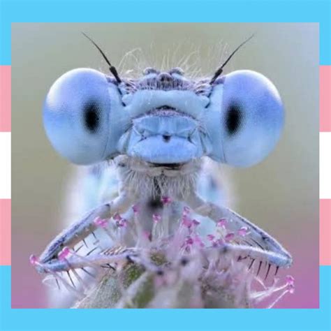 Tunteild Wizard Moth