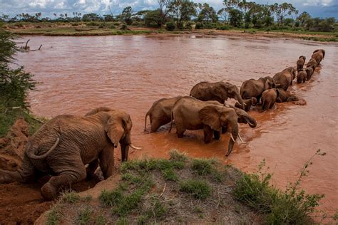 How To Survive An Elephant Stampede