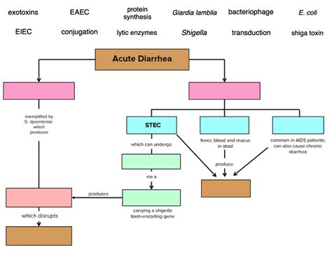 Exotoxins Eaec Protein Synthesis Giardia Lamblia Bacteriophage E Coli Eiec Conjugation Lytic