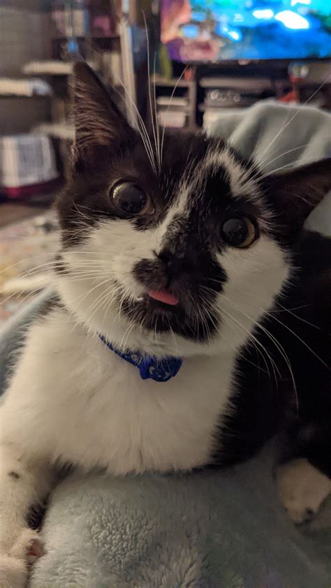 Squid The Blotch Faced Kiten Scrolller