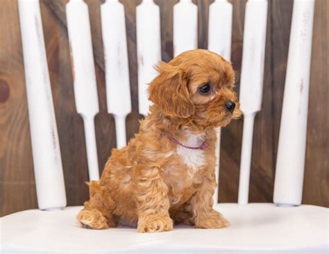 Penny Is A Cavapoo Puppy Sold As Of 07302021
