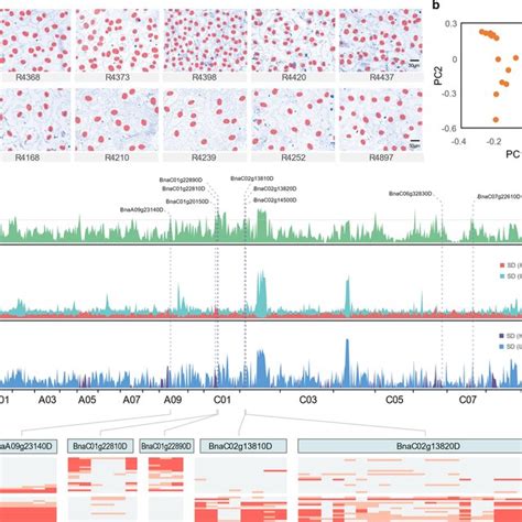 Selective Sweep Analysis Of Stomatal Density Differentiated Groups And