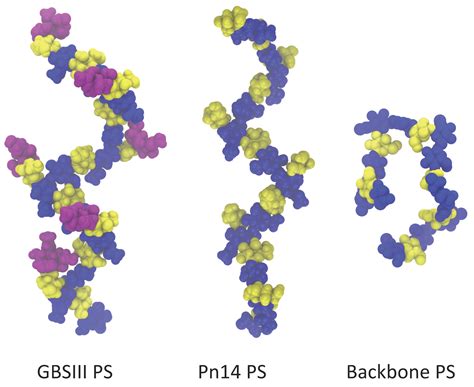 Streptococcus Pneumoniae Structure