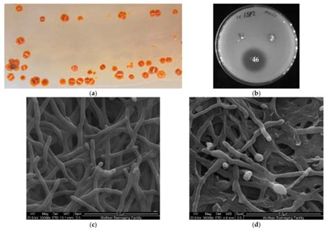 A New Micromonospora Strain With Antibiotic Activity Isolated From The