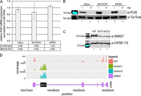 Generation And Characterization Of Different Ko Cell Lines A Rt Qpcr Download Scientific