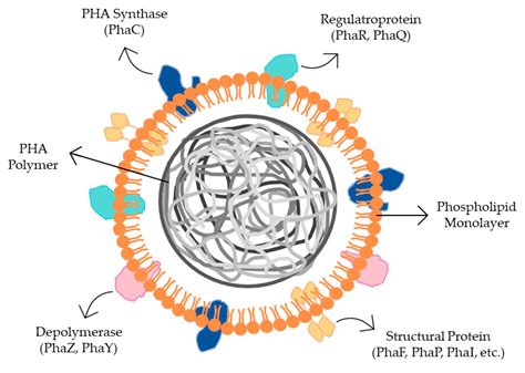 The Role Of Bacterial Polyhydroalkanoate Pha In A Sustainable Future